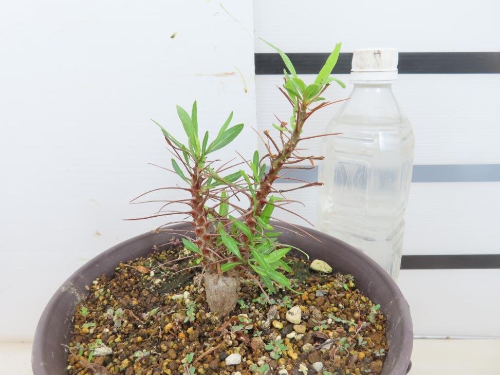 Yahoo!オークション - 6216 「実生」フォークイエリア プルプシー大【...