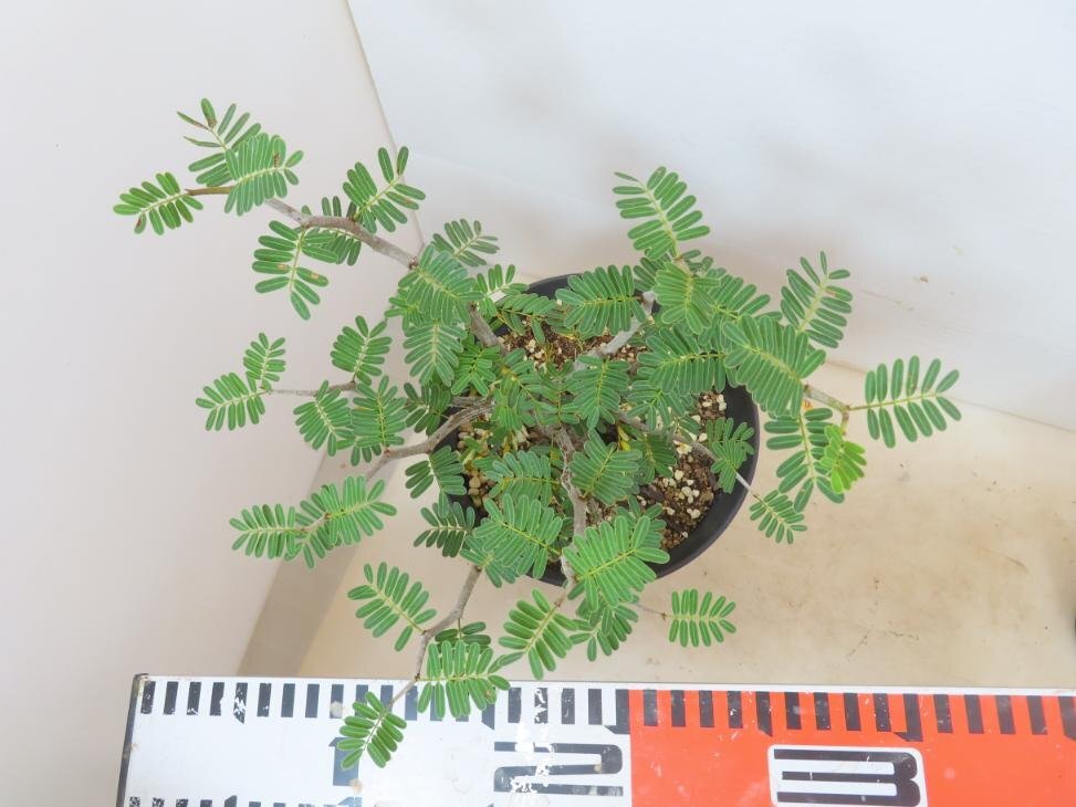 Yahoo!オークション - 7262 「実生」センナ メリディオナリス大【・発...