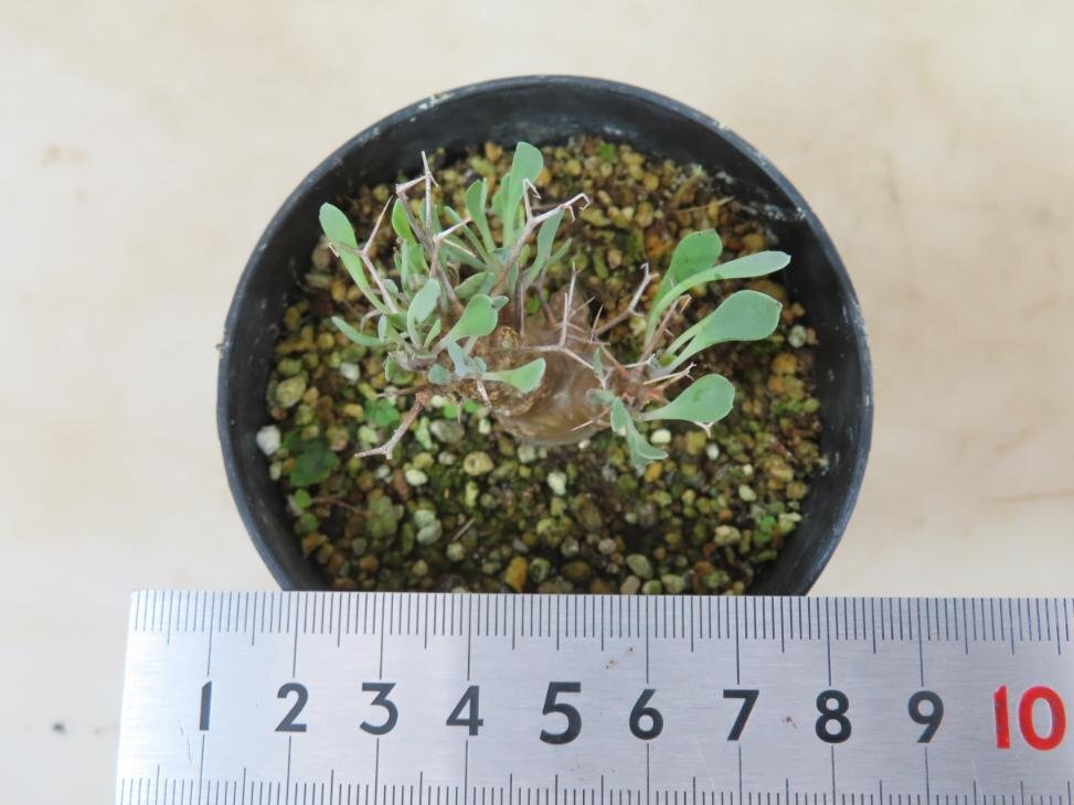 Yahoo!オークション - 7222 「実生」オトンナ ユーフォルビオイデス 植...