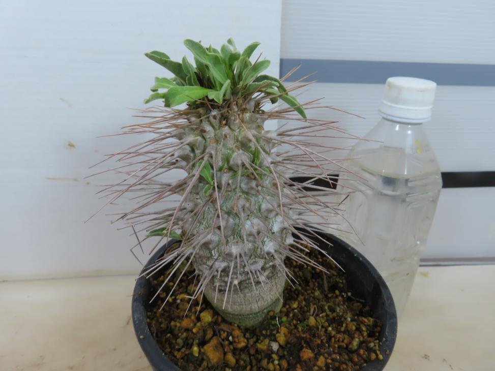 Yahoo!オークション - 8077 「塊根植物」パキポディウム ナマクアナム ...