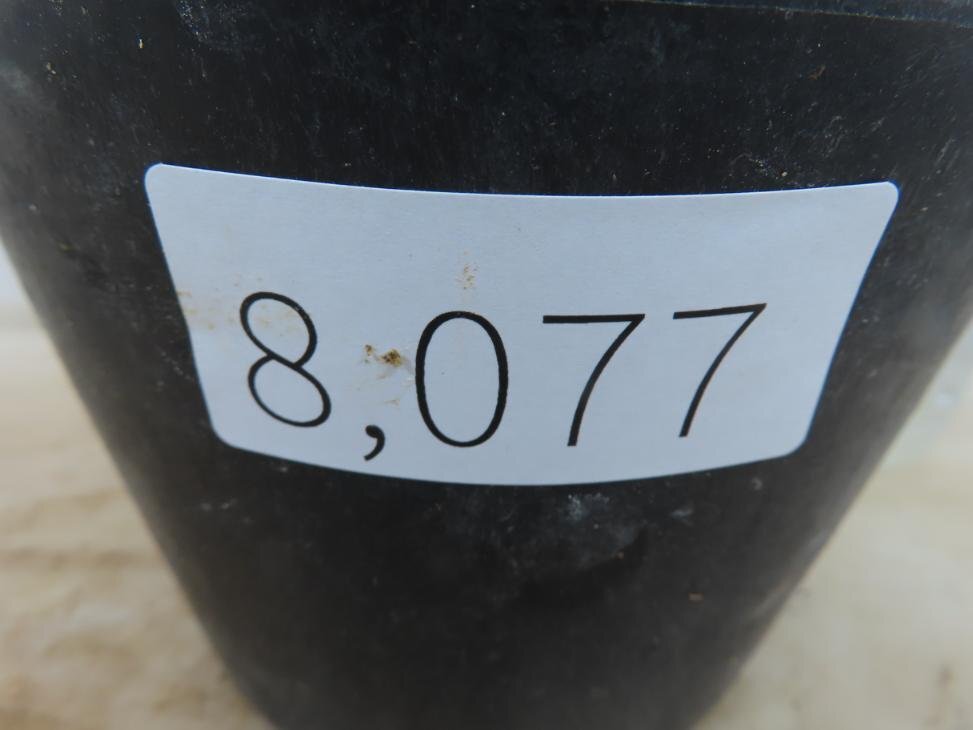 Yahoo!オークション - 8077 「塊根植物」パキポディウム ナマクアナム ...