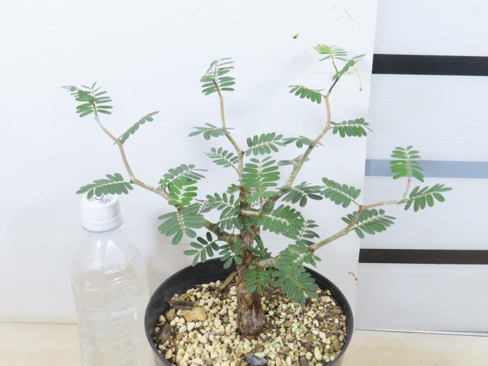 2118 実生 センナ メリディオナリス大 発根 Senna meridionalis 葉落ちします(観葉植物)｜売買されたオークション情報、yahooの商品情報をアーカイブ公開 ...
