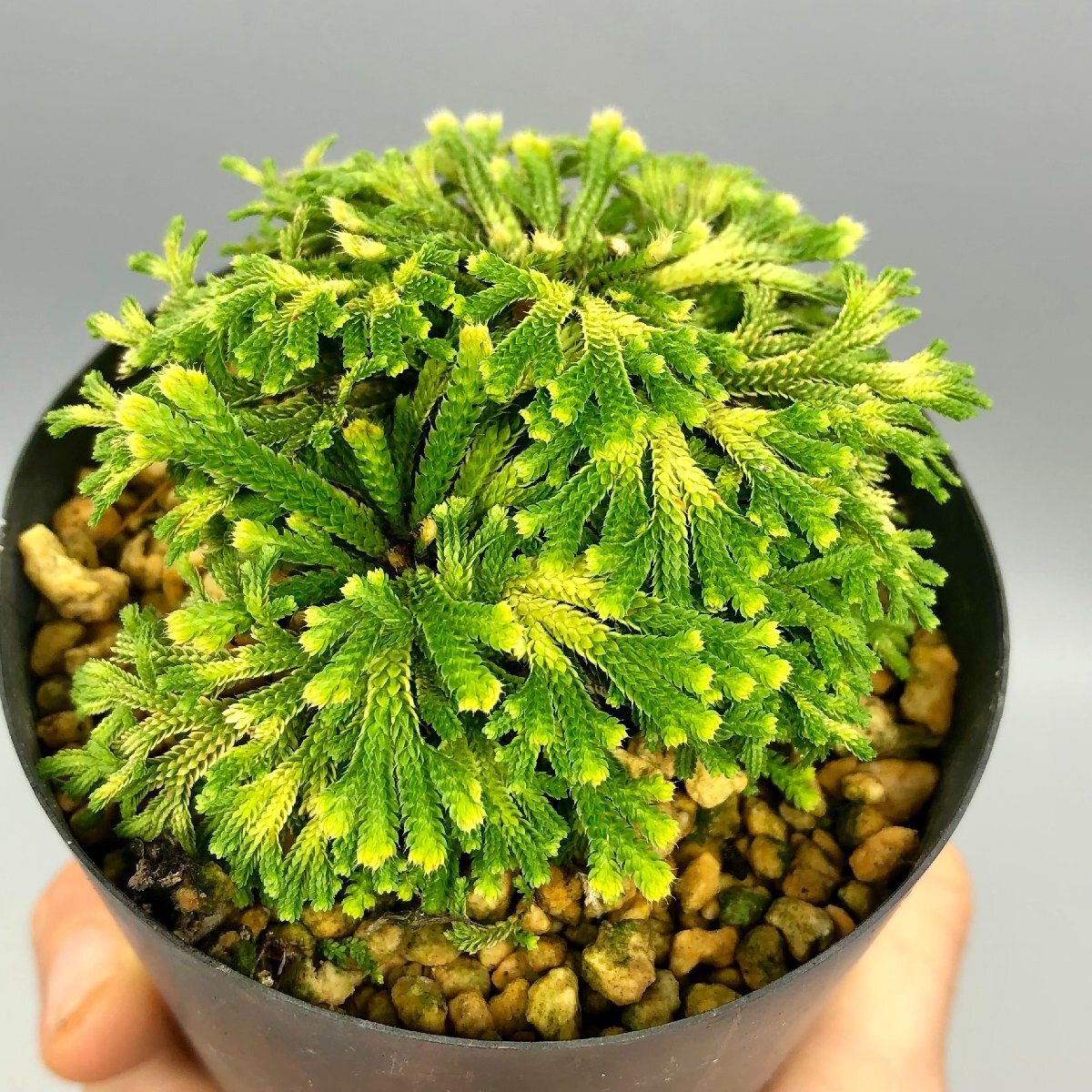 Yahoo!オークション - -G93- イワヒバ ‘天山宝‘ 102209