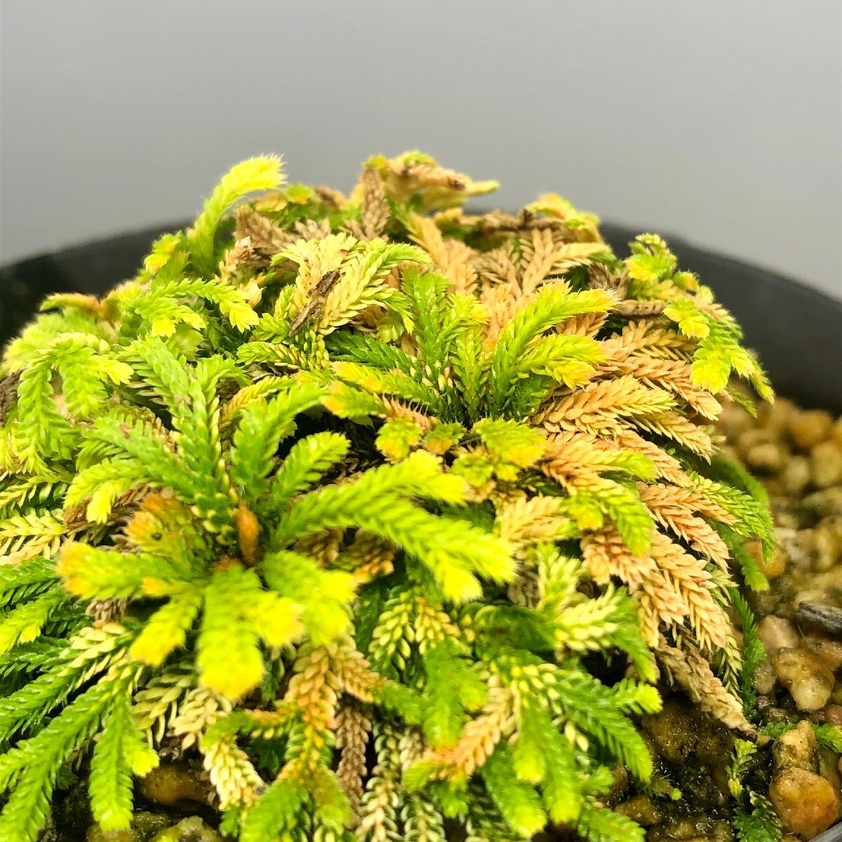 Yahoo!オークション - -G93- イワヒバ ’金栄‘ 102906