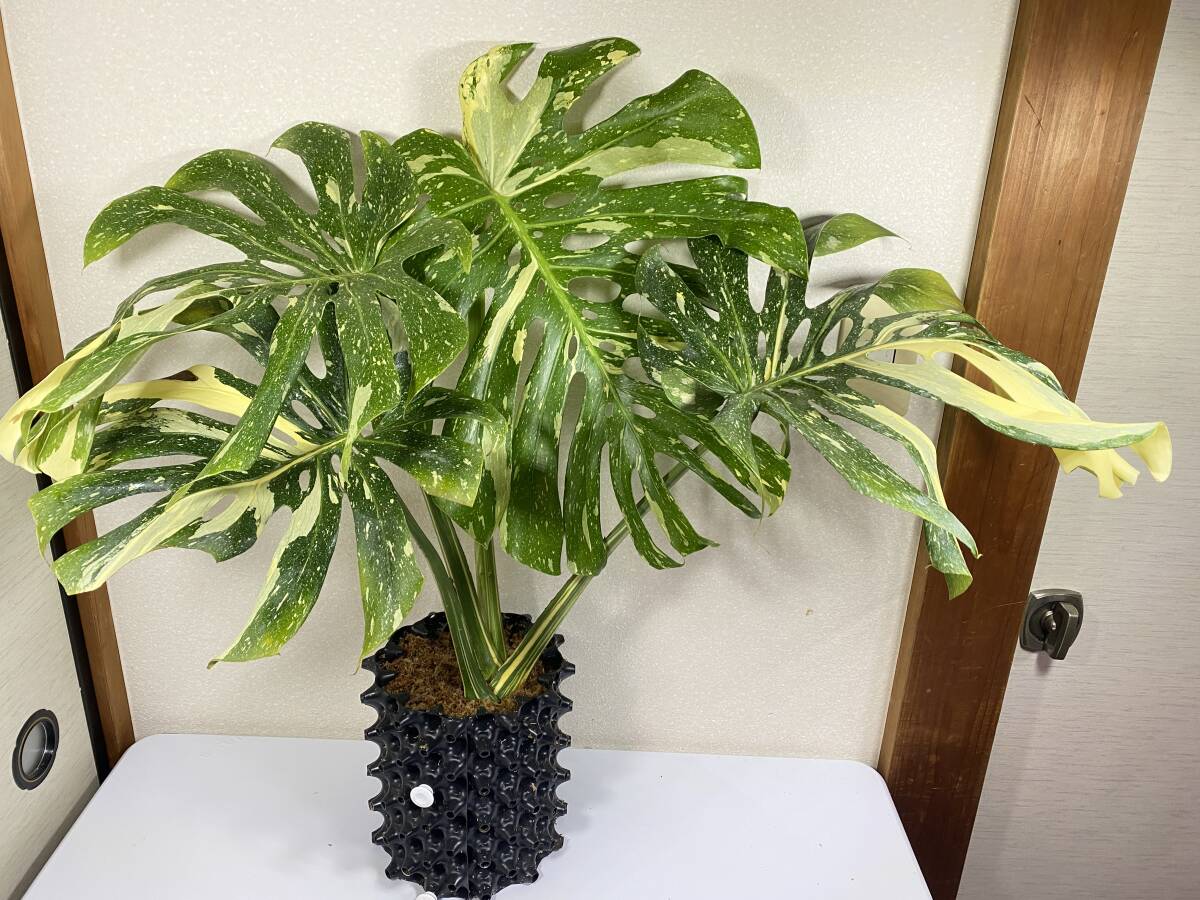 Yahoo!オークション - 斑入りモンステラ・イエローモンスター・タイコ...