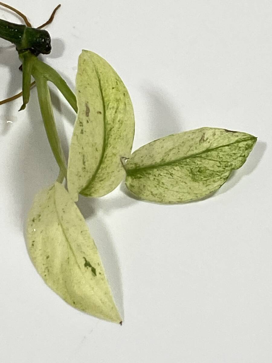 Yahoo!オークション - 斑入りモンステラ・最上級ラニアタ ・フルミン...