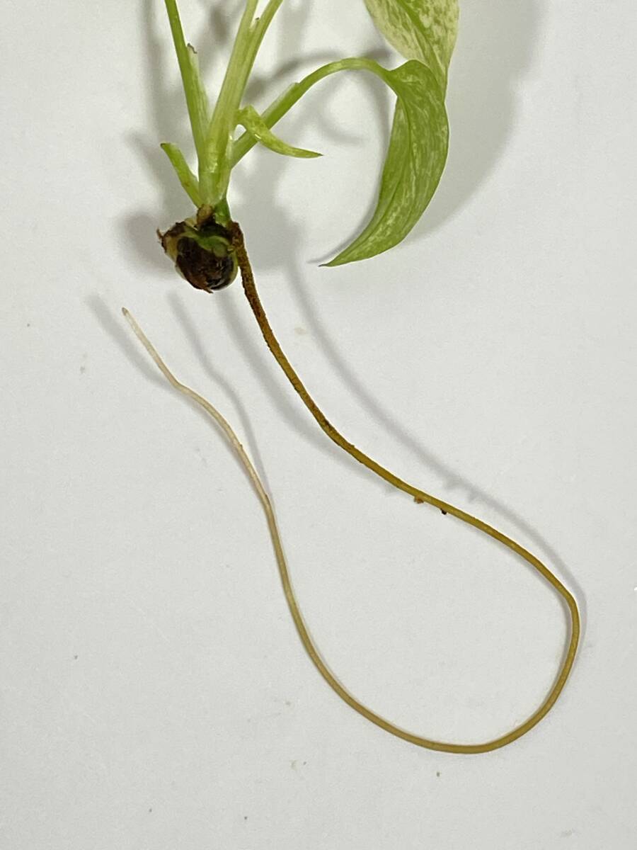 Yahoo!オークション - 斑入りモンステラ・最上級ラニアタ ・フルミン...