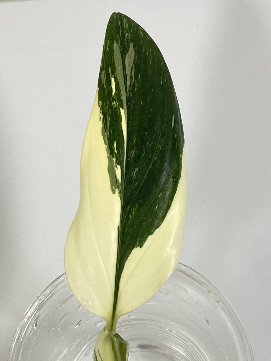 Yahoo!オークション - 斑入りモンステラ スタンデリアナイエローstandl...