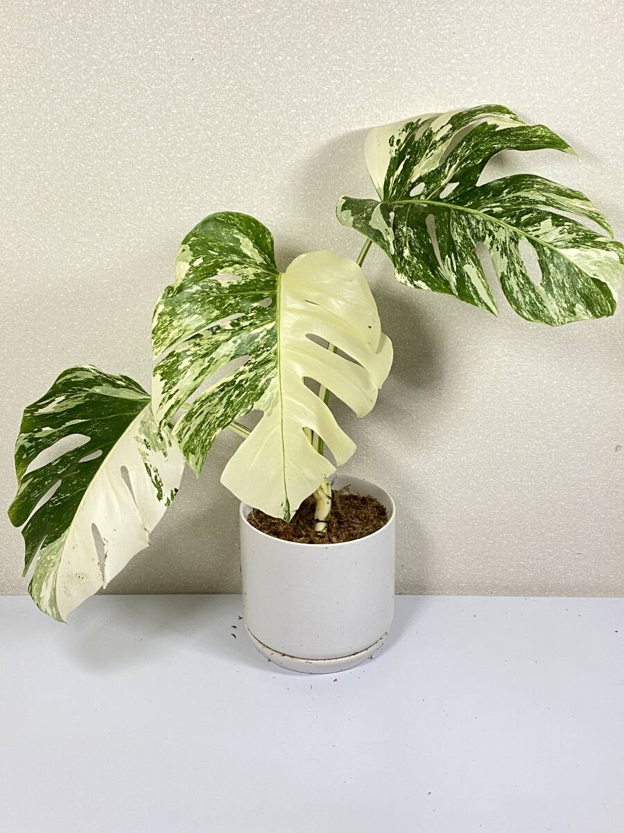 Yahoo!オークション - 斑入りモンステラ ・特上斑入り ホワイトタイガ...