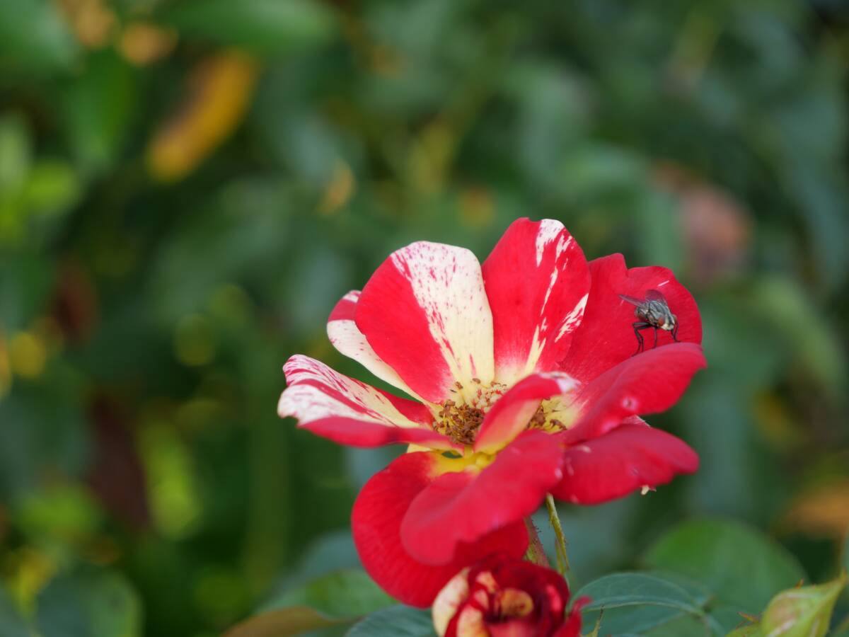 Yahoo!オークション - LUMIX G99 ボディ DC-G99-K （ブラック）中古