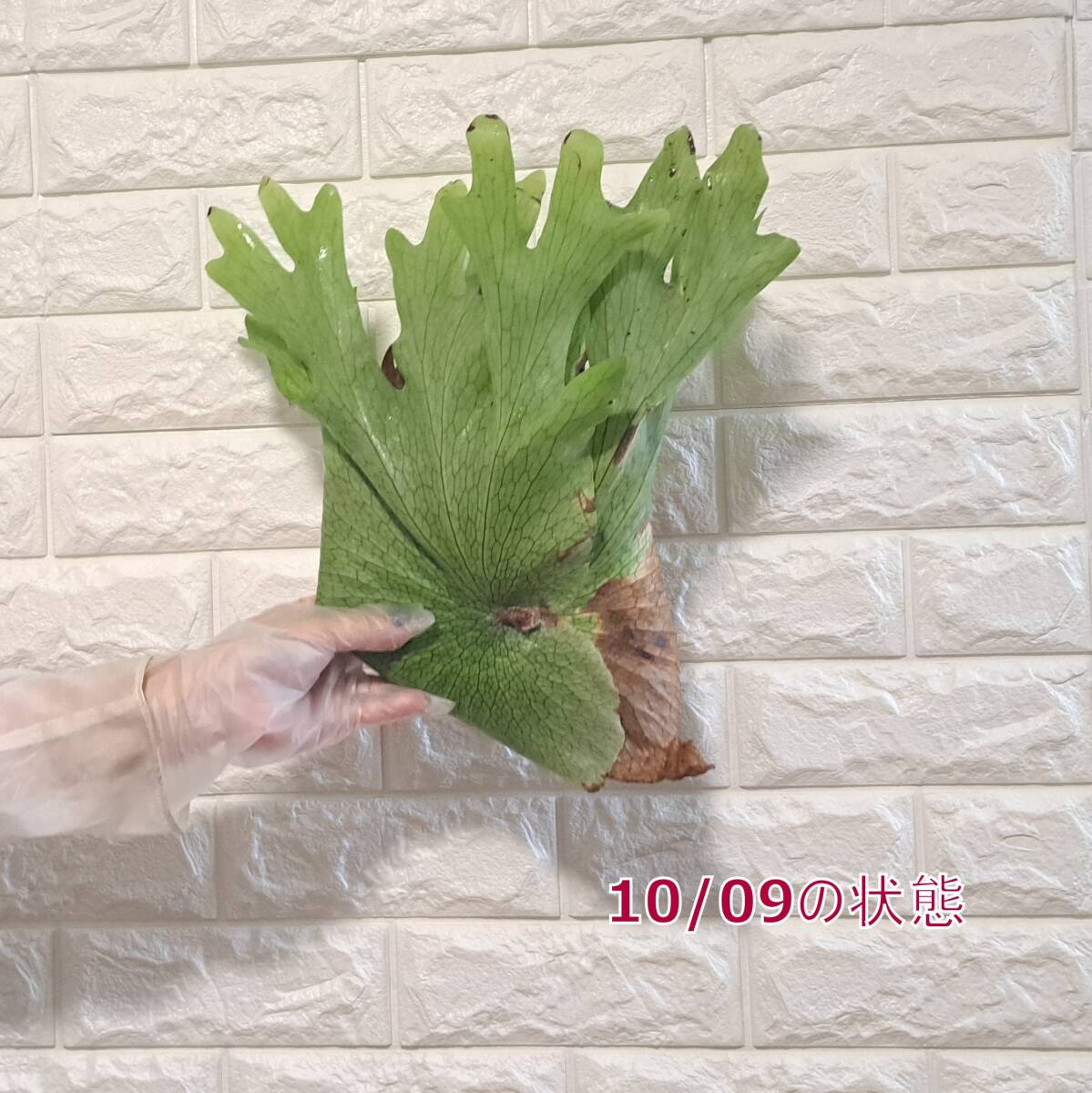 Yahoo!オークション - 9/25輸入 108L ビカクシダ 植物（大株） Platyc...