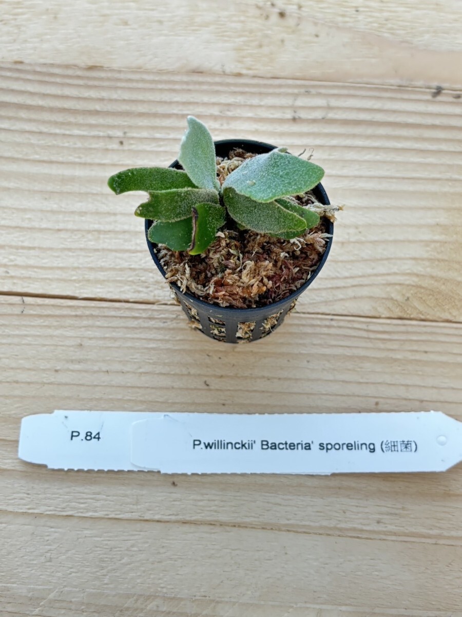 Yahoo!オークション - P84 P.Willinckii Bacteria sporeling