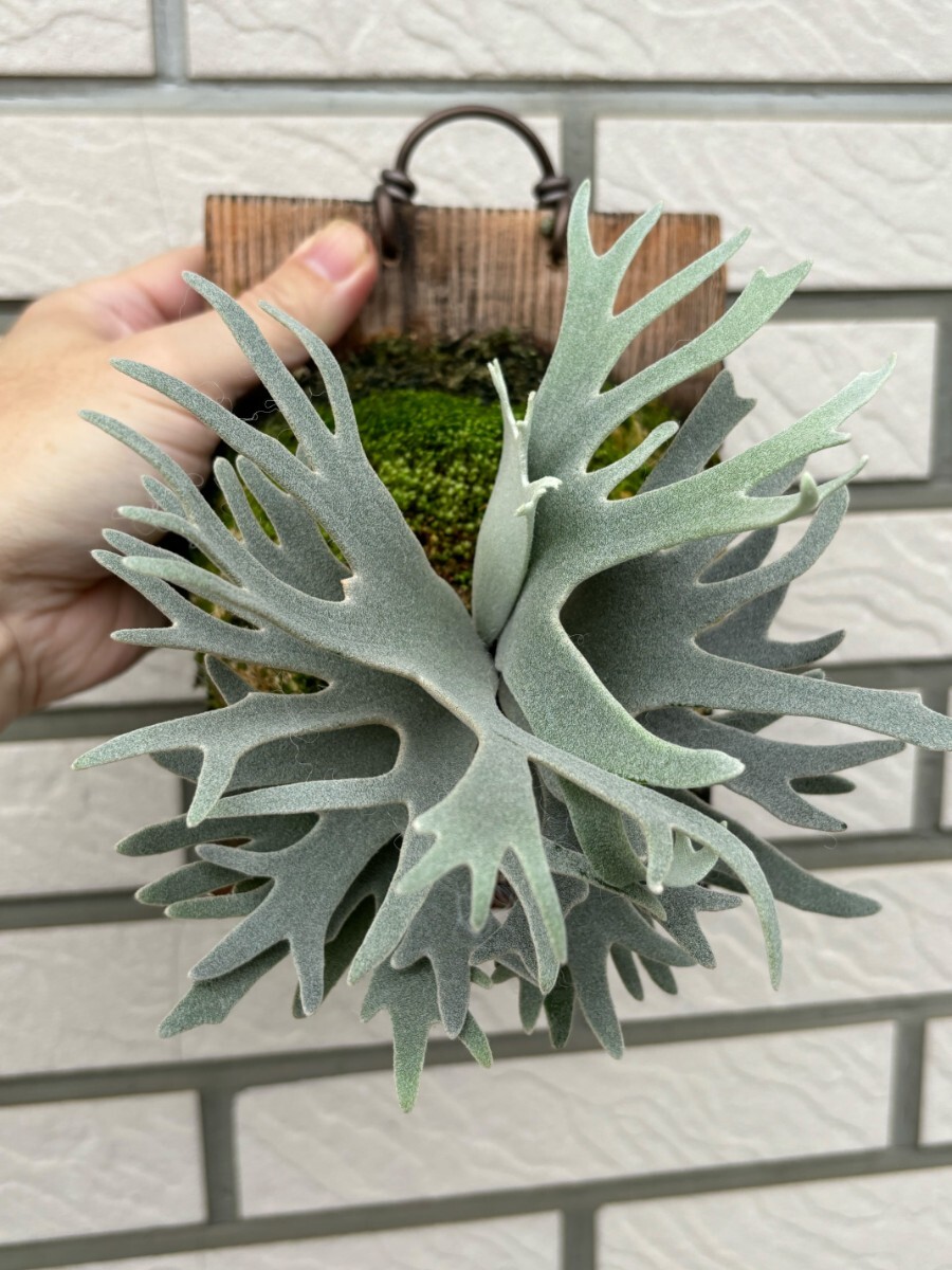 Yahoo!オークション - C76 P.Willinckii Bacteria sporeling 大きめ 板...