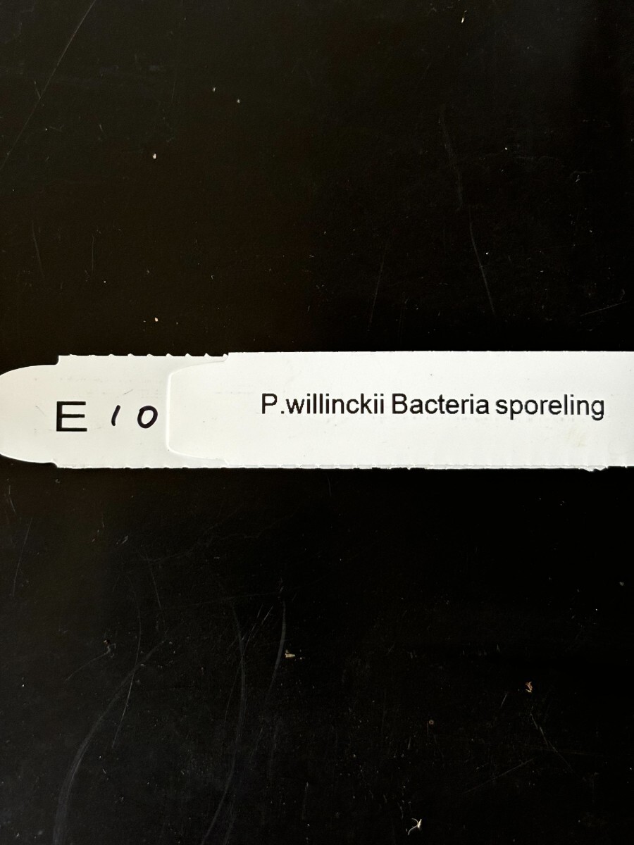 Yahoo!オークション - E10 P.Willinckii Bacteria sporeling