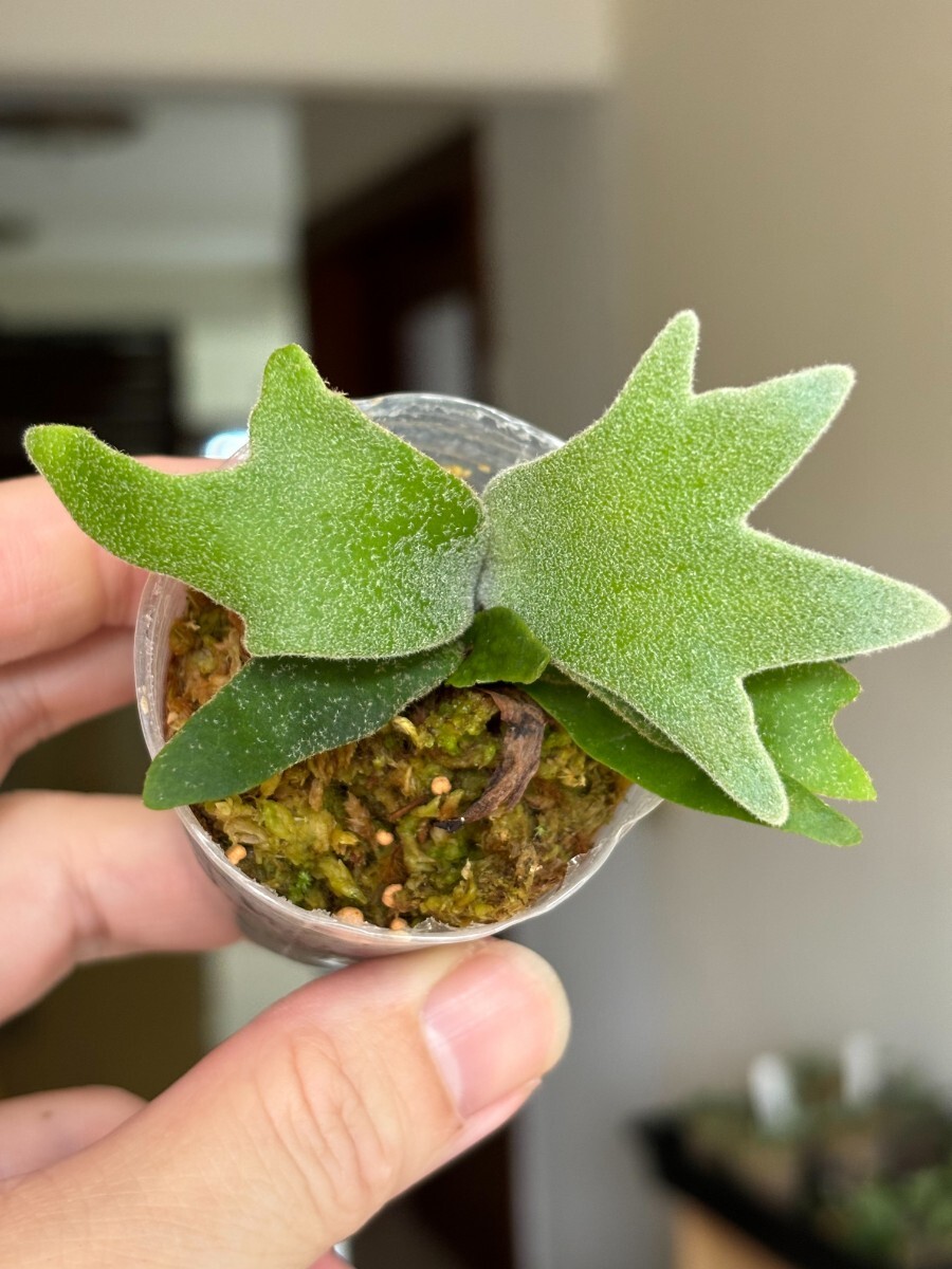 Yahoo!オークション - E77 P.Willinckii Bacteria sporeling