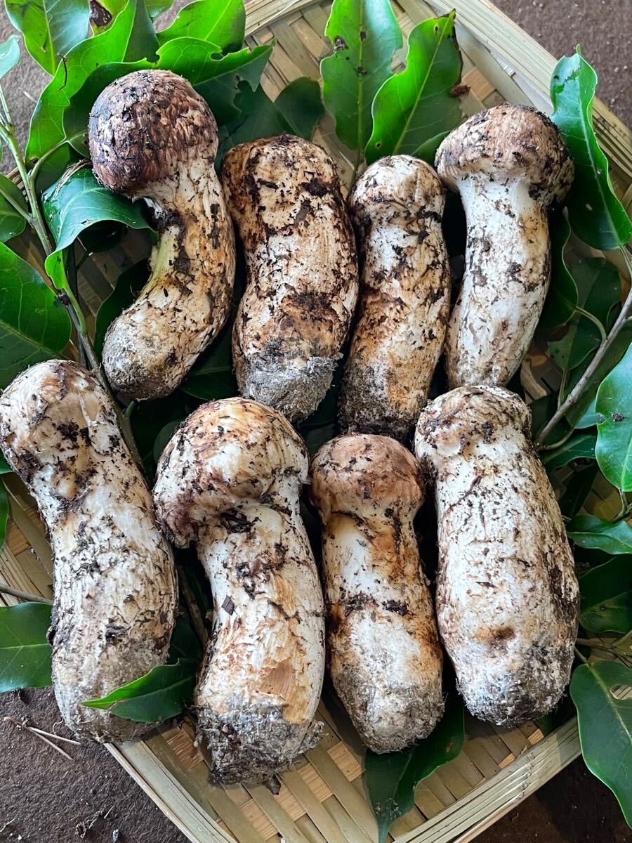 Yahoo!オークション - 太いツボミ 長野県産 朝採れ 松茸 マツタケ 274g