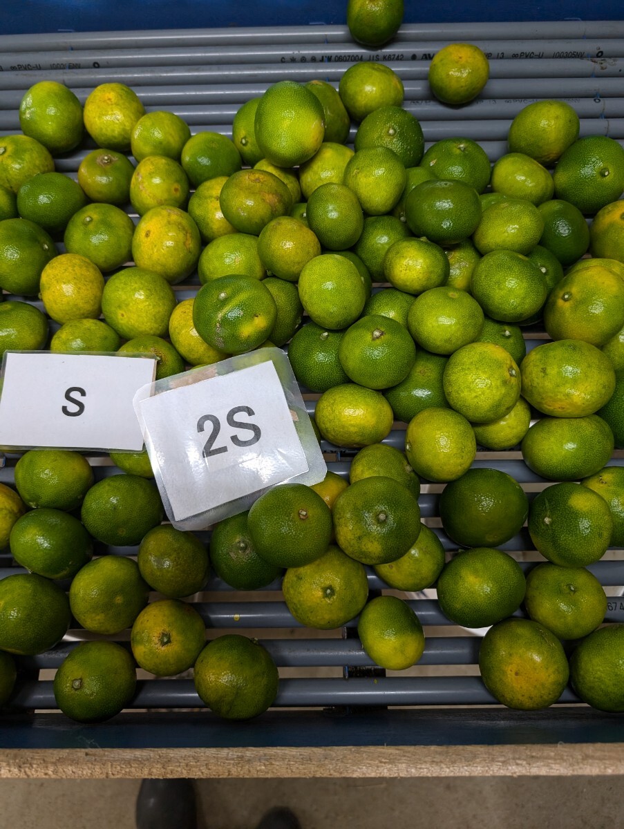 Yahoo!オークション - 愛媛西宇和産 極早生みかん 2S-Sサイズ 5kg