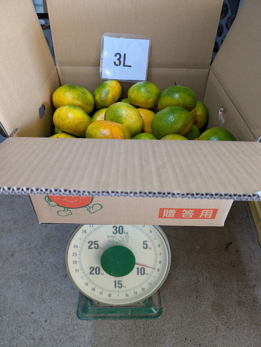 Yahoo!オークション - 愛媛西宇和産 極早生みかん 3Lサイズ 9kg