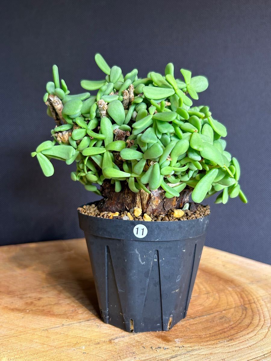 Yahoo!オークション - 《発根済》 Ceraria pygmaea No11 ケラリア ピグ...