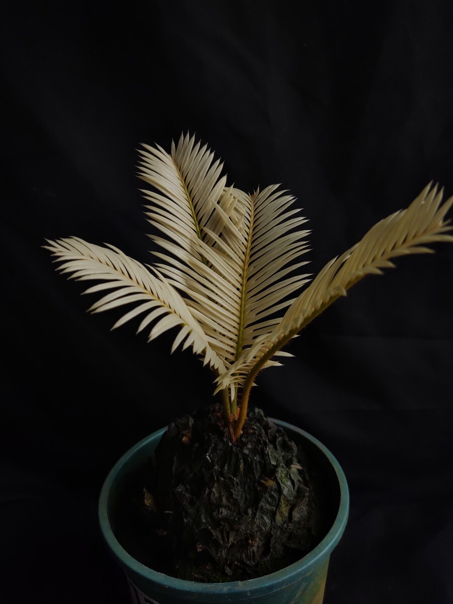 Yahoo!オークション - Y006-27-斑入りソテツ / 黄斑 稿斑 蘇轍 サイカ...