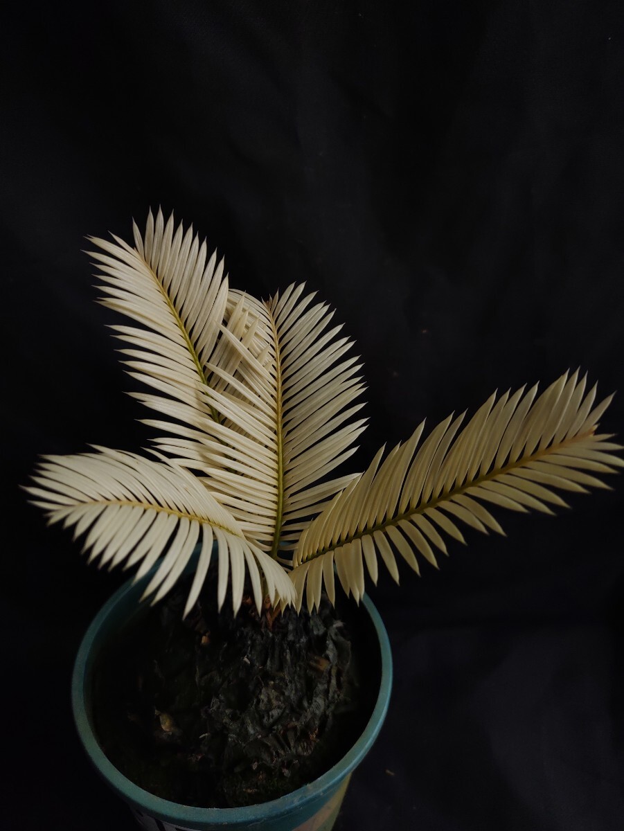 Yahoo!オークション - Y006-27-斑入りソテツ / 黄斑 稿斑 蘇轍 サイカ...