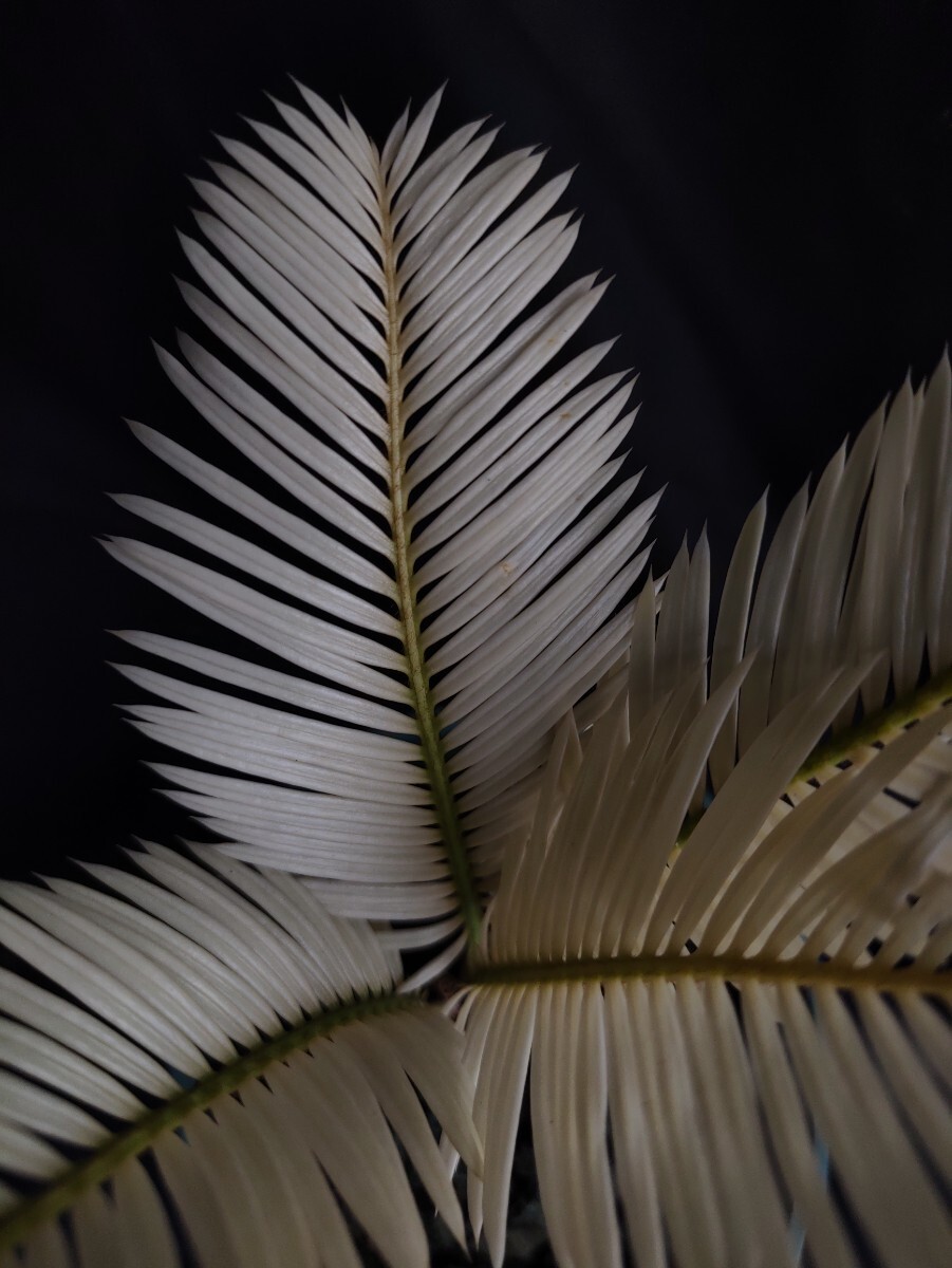 Yahoo!オークション - Y006-27-斑入りソテツ / 黄斑 稿斑 蘇轍 サイカ...