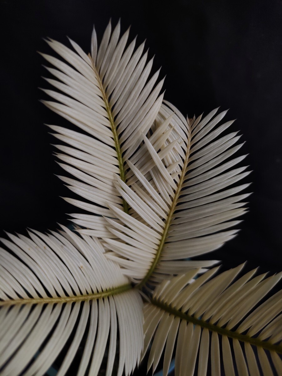 Yahoo!オークション - Y006-27-斑入りソテツ / 黄斑 稿斑 蘇轍 サイカ...