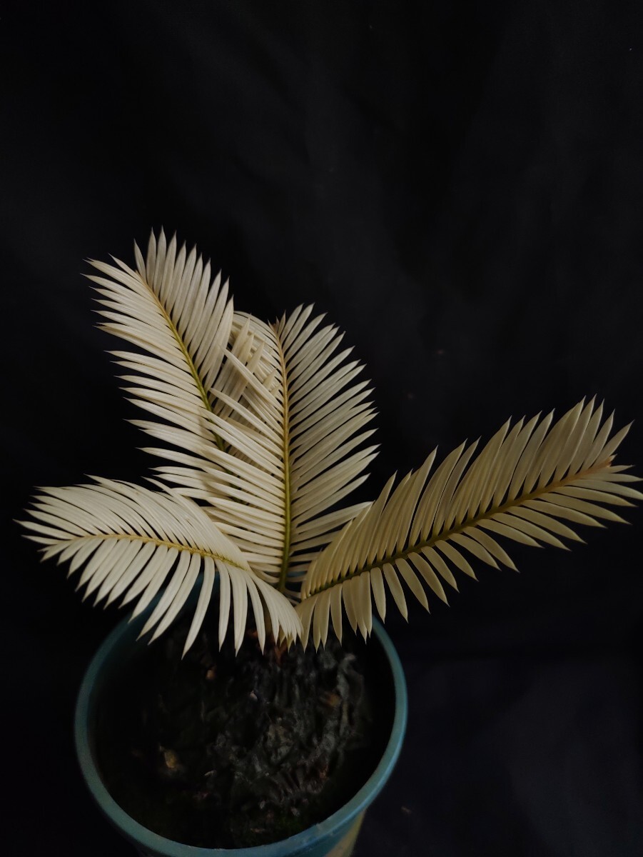 Yahoo!オークション - Y006-27-斑入りソテツ / 黄斑 稿斑 蘇轍 サイカ...