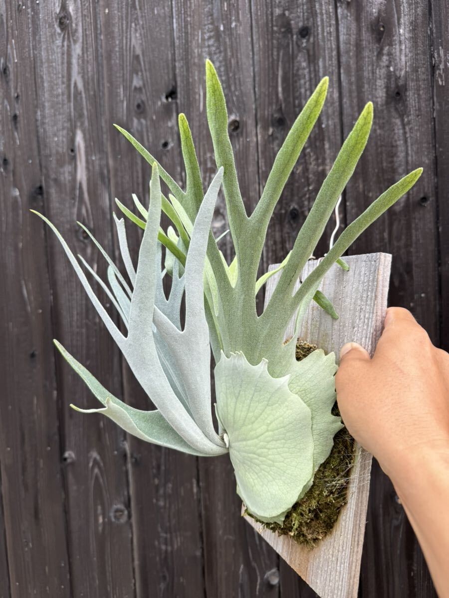 Yahoo!オークション - comolebi ビカクシダ platycerium コウモリラン...