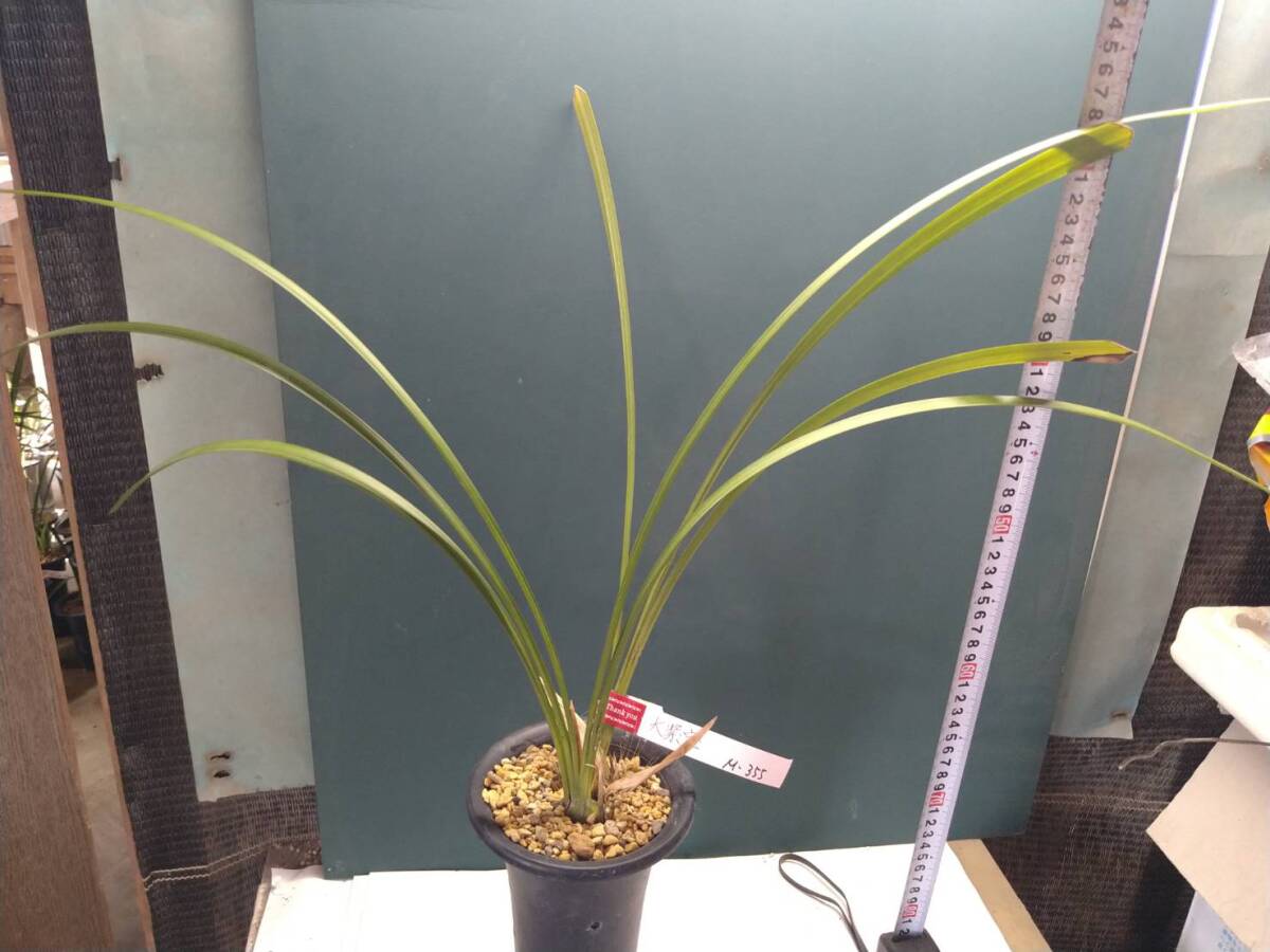 Yahoo!オークション - M-355 日向寒蘭 ・栽培棚整理品・登録品・大...