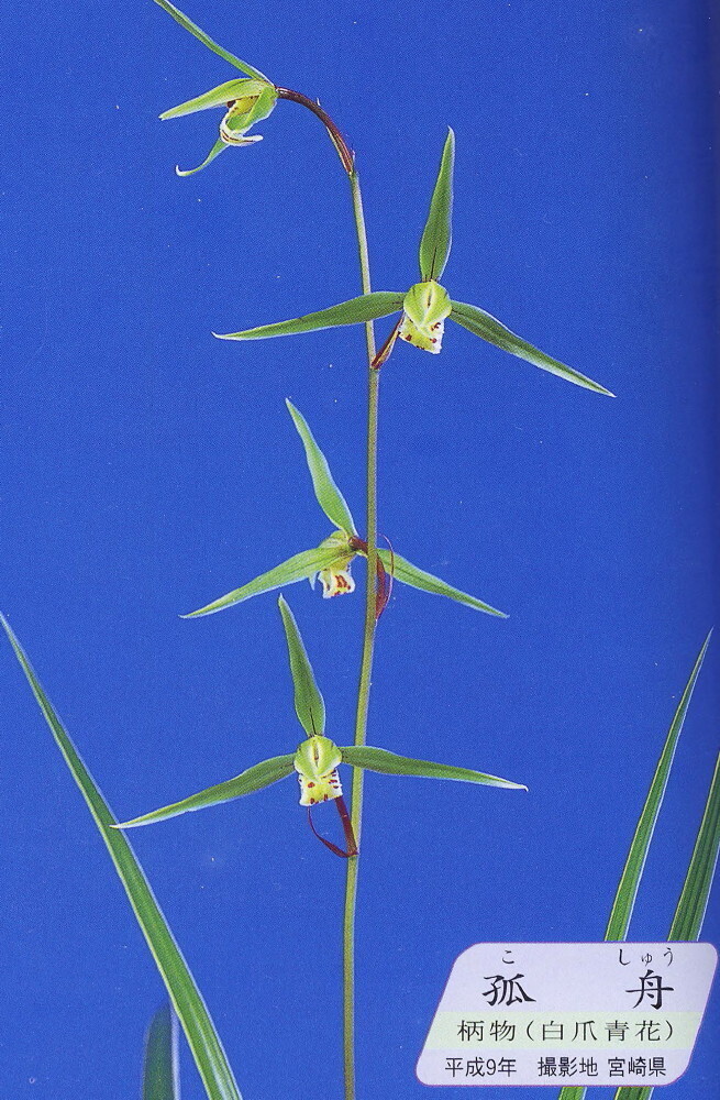 M-429：球磨寒蘭 栽培棚整理品 登録品 孤舟 花芽付き(ラン)｜売買されたオークション情報、yahooの商品情報をアーカイブ公開 - オークファン（aucfan.com）