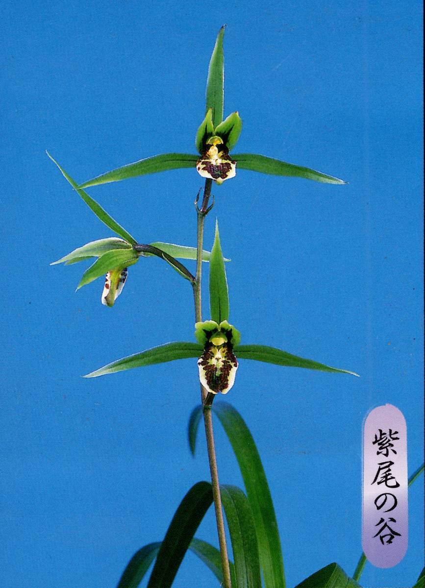 Yahoo!オークション - M-359 薩摩寒蘭 ・栽培棚整理品・登録品・紫...