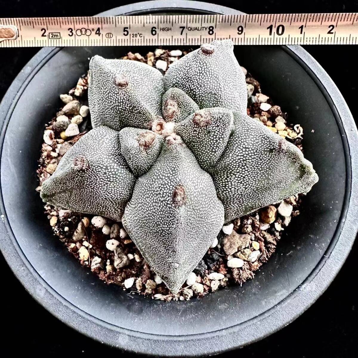 Yahoo!オークション - 091 Astrophytum myriostigma サボテン アストロ...