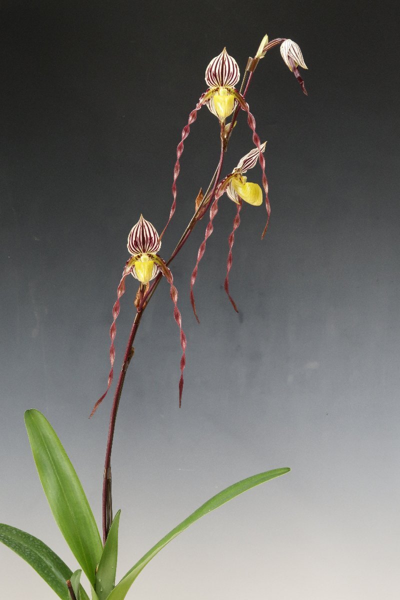 洋蘭 原種 パフィオ TA11711 TB19-124 Paph. philippinense '2019-362' x self(ラン)｜売買されたオークション情報、yahooの商品情報を ...