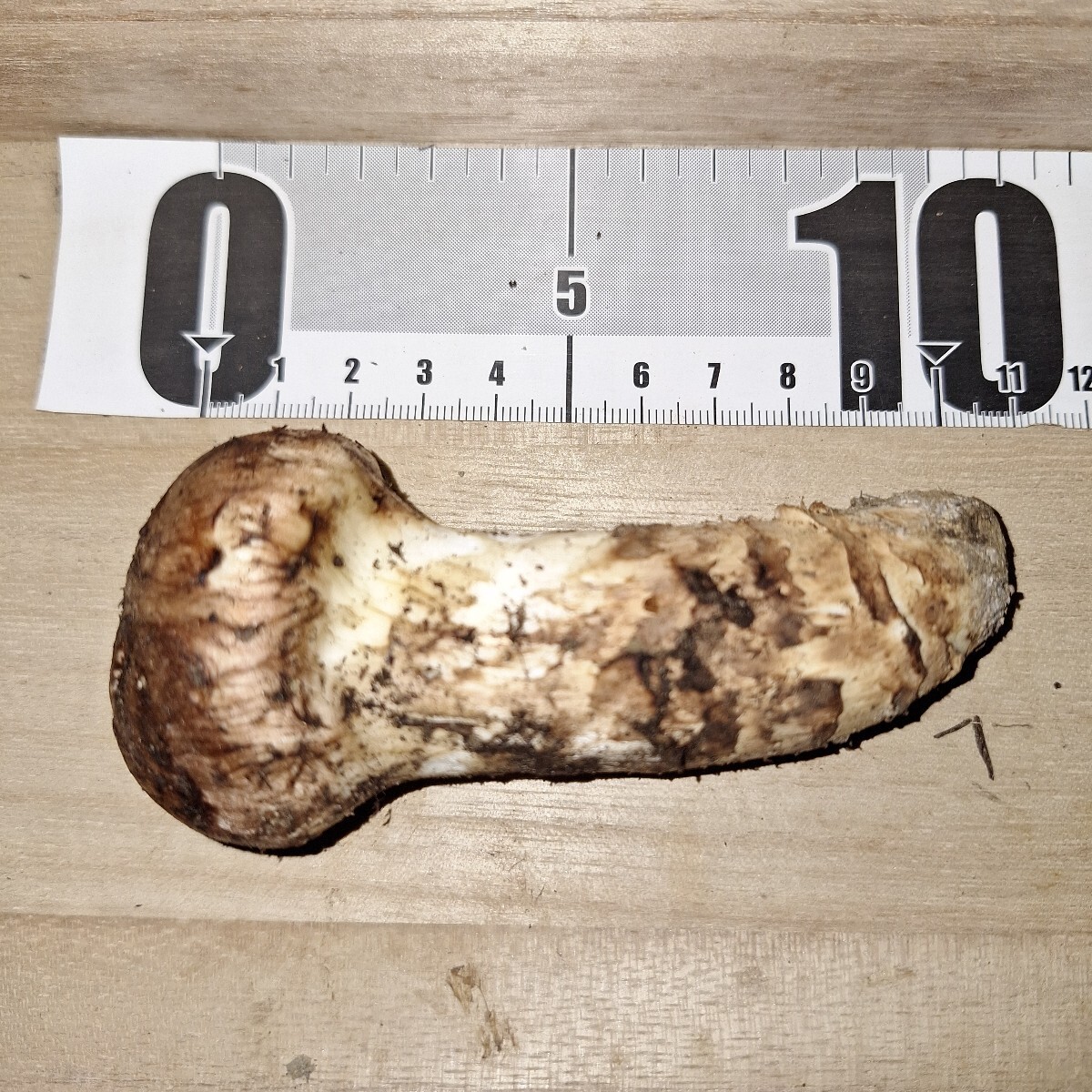 Yahoo!オークション - 岩手県産松茸 570g