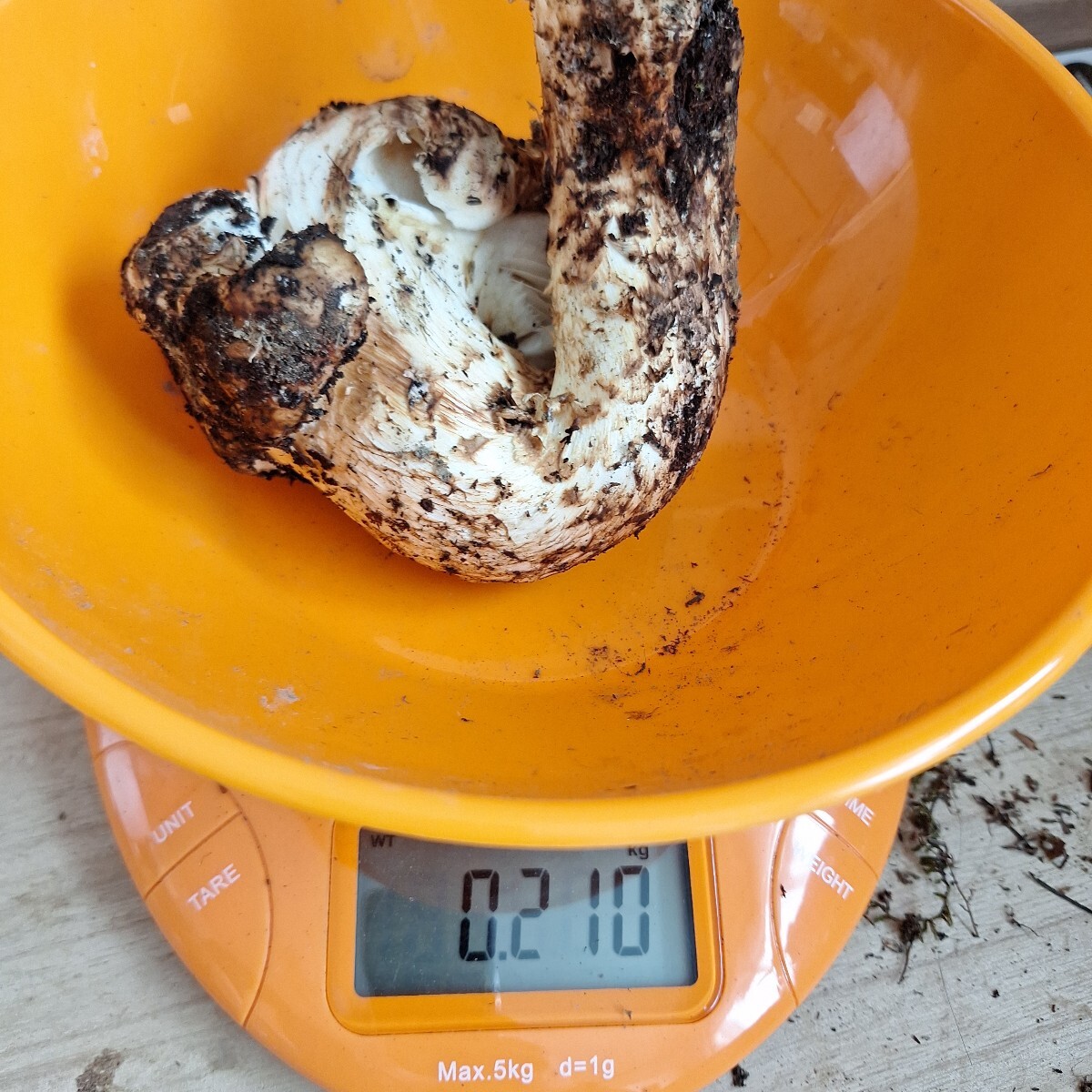 Yahoo!オークション - 岩手県産松茸 530g