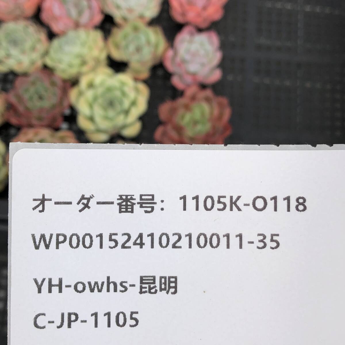 Yahoo!オークション - Top エケベリア 20個 1105K-O118 多肉植物 カッ...