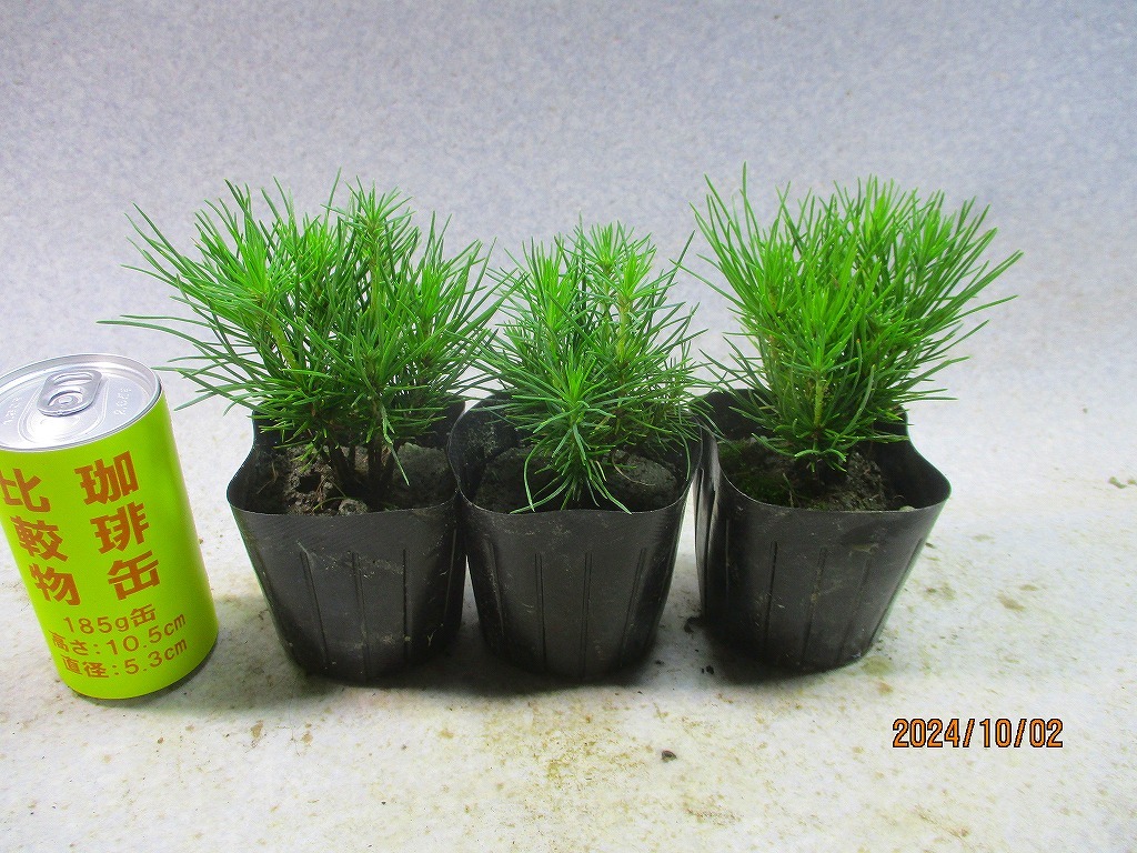 Yahoo!オークション - [讃岐屋緑兵衛] 黒松 実生寄植 3点組 (10210)全...