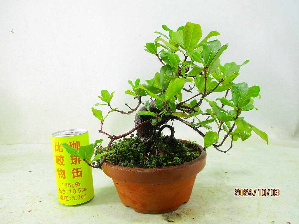 Yahoo!オークション - [讃岐屋緑兵衛] SALE ウバメガシ(10272駄温鉢)全...