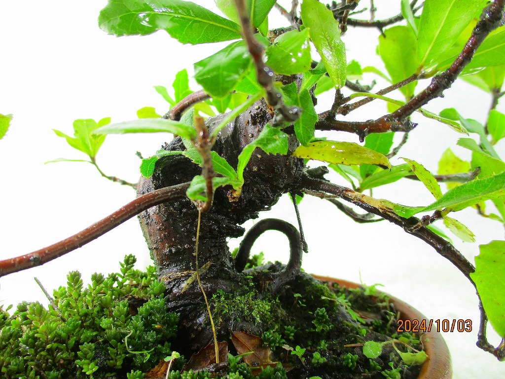 Yahoo!オークション - [讃岐屋緑兵衛] SALE ウバメガシ(10272駄温鉢)全...