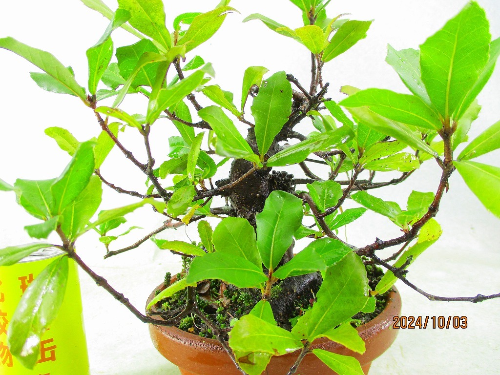 Yahoo!オークション - [讃岐屋緑兵衛] SALE ウバメガシ(10272駄温鉢)全...