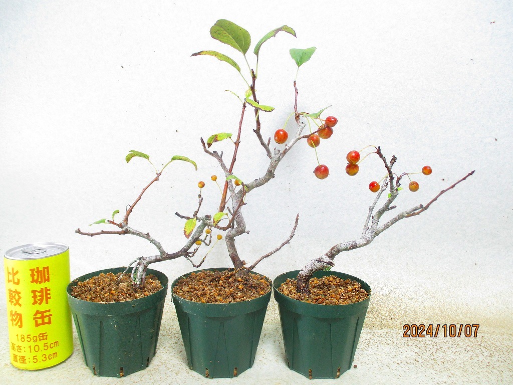 Yahoo!オークション - [讃岐屋緑兵衛]ズミ 3点組(10494スリット鉢)全高...