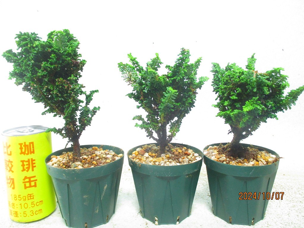 Yahoo!オークション - [讃岐屋緑兵衛]石化ヒノキ 3点組(10504スリット...