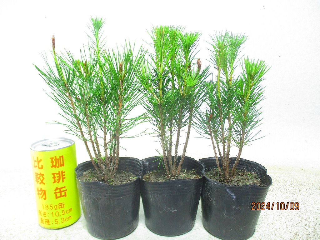 Yahoo!オークション - [讃岐屋緑兵衛]赤松 3点組(10723)全高 26㎝ 同梱...