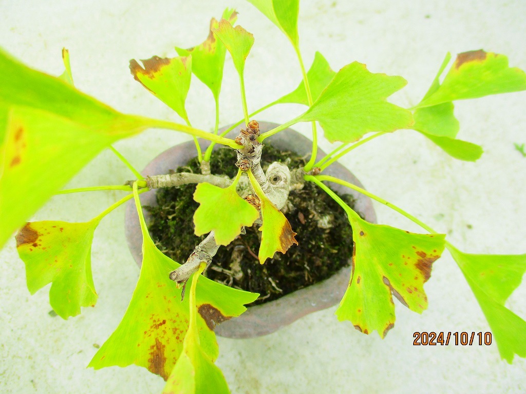 Yahoo!オークション - [讃岐屋緑兵衛]イチョウ(10798丸鉢)全高 23㎝ 同...