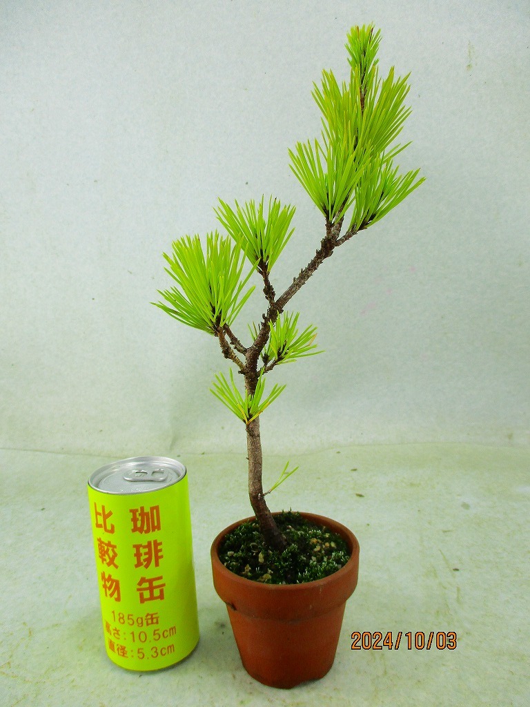 Yahoo!オークション - [讃岐屋緑兵衛]黒松(10264駄温鉢)全高 34㎝ 同梱...