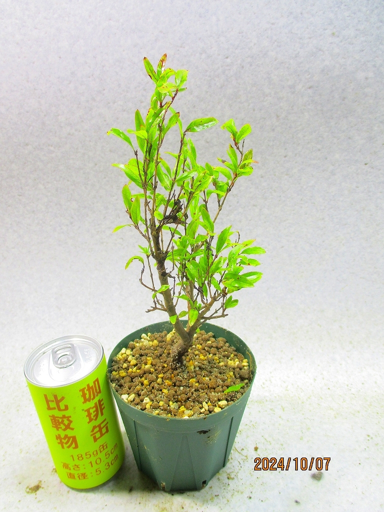 Yahoo!オークション - [讃岐屋緑兵衛] 白花一重咲ザクロ 一才白鷹 (105...