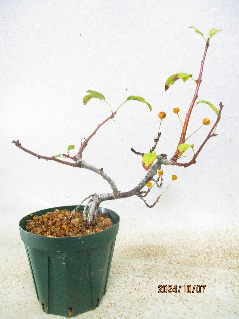 Yahoo!オークション - [讃岐屋緑兵衛]ズミ 3点組(10494スリット鉢)全高...