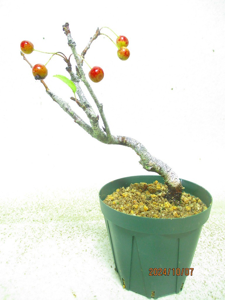 Yahoo!オークション - [讃岐屋緑兵衛]ズミ 3点組(10494スリット鉢)全高...