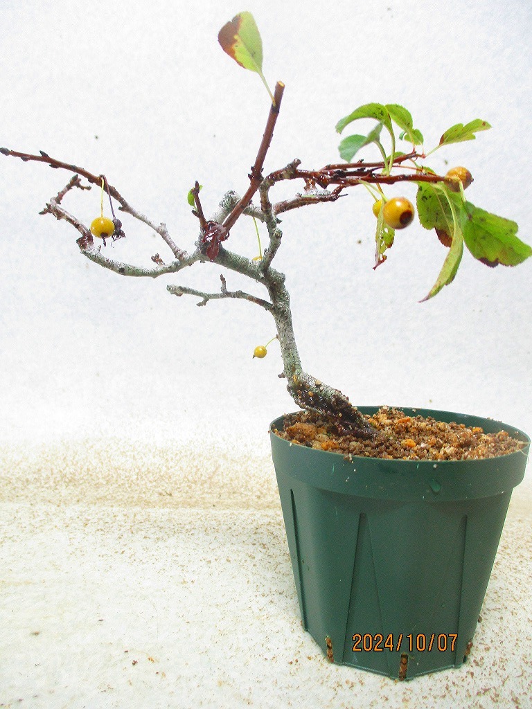 Yahoo!オークション - [讃岐屋緑兵衛]ズミ 3点組(10498スリット鉢)全高...